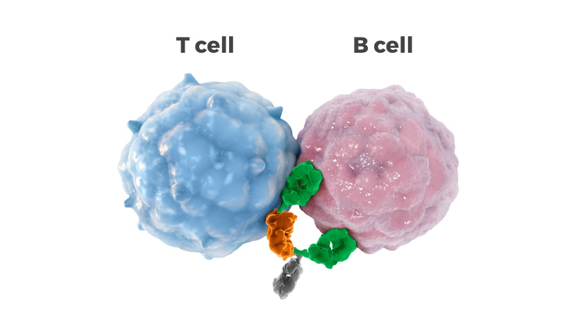 How is COLUMVI® (glofitamab-gxbm) Thought to Work? | HCP