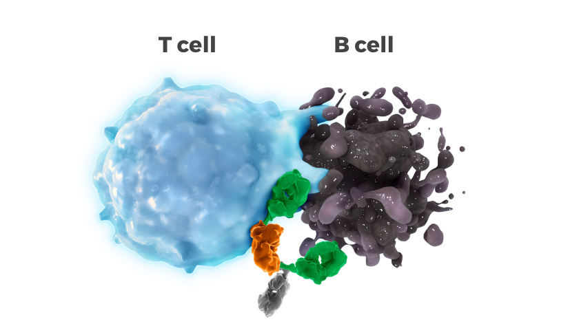 How is COLUMVI® (glofitamab-gxbm) Thought to Work? | HCP
