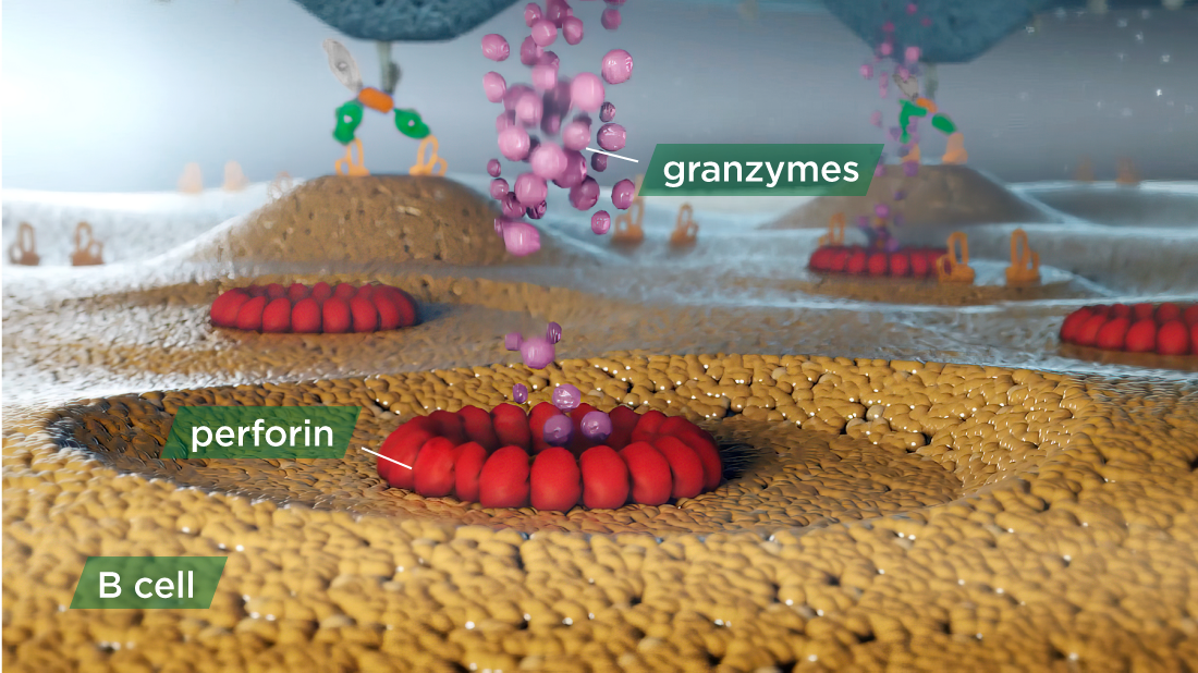 How is COLUMVI™ (glofitamab-gxbm) thought to work? | HCP